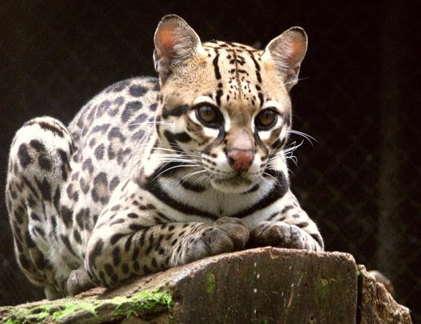 oneiric ocelot